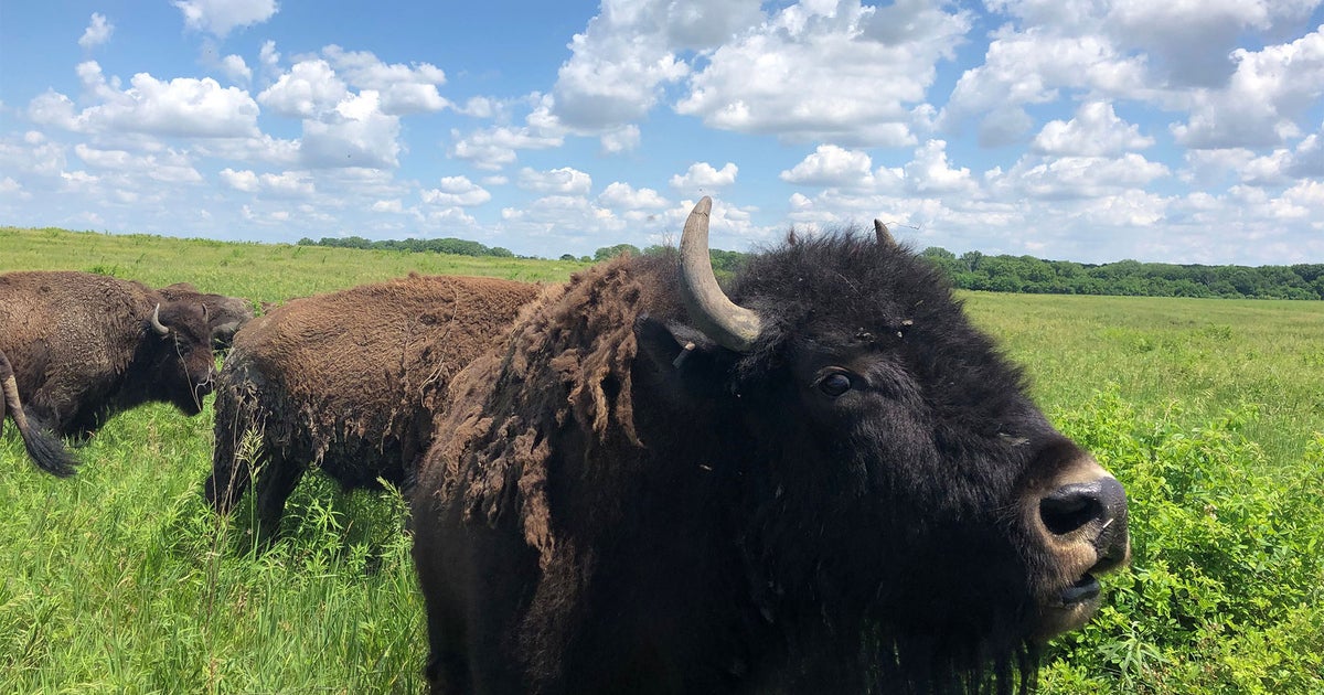 Can bison behavior offer insight into an entire ecosystem? | Article | Denison University